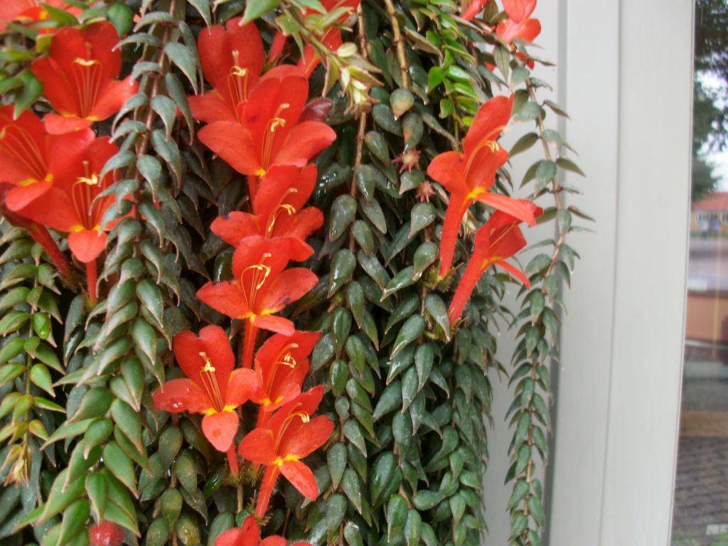 Columnea - Rachenrebe » Columnea arguta
