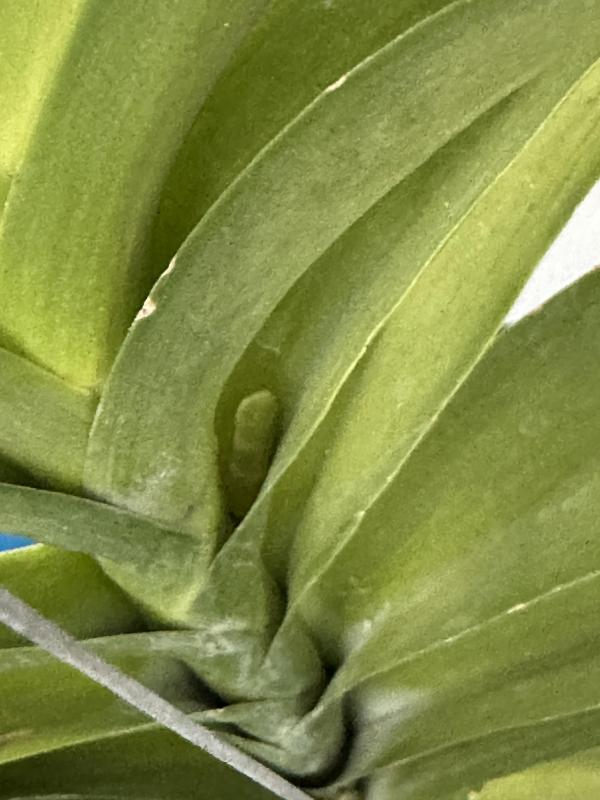 RE: Papilionanda Mimi Palmer (Pda.Tan Chay Yan × V. tessellata) - 4