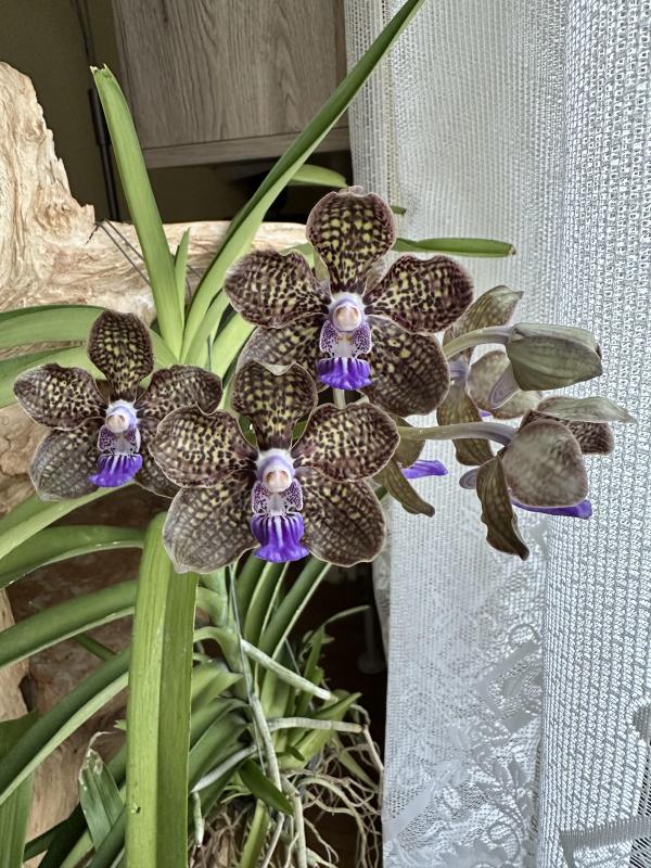 RE: Papilionanda Mimi Palmer (Pda.Tan Chay Yan × V. tessellata) - 4