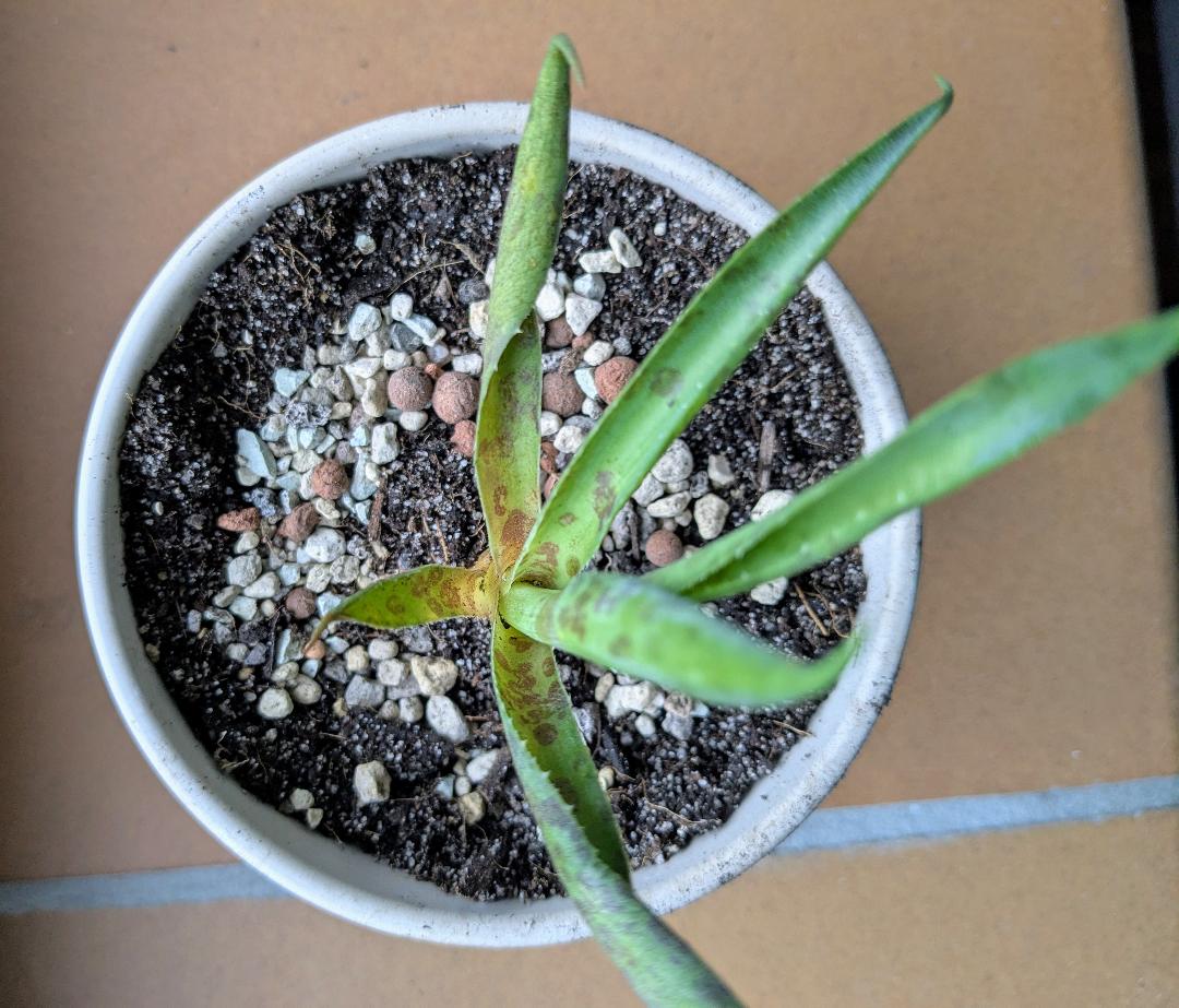 RE: manfreda maculosa x virginica - 2