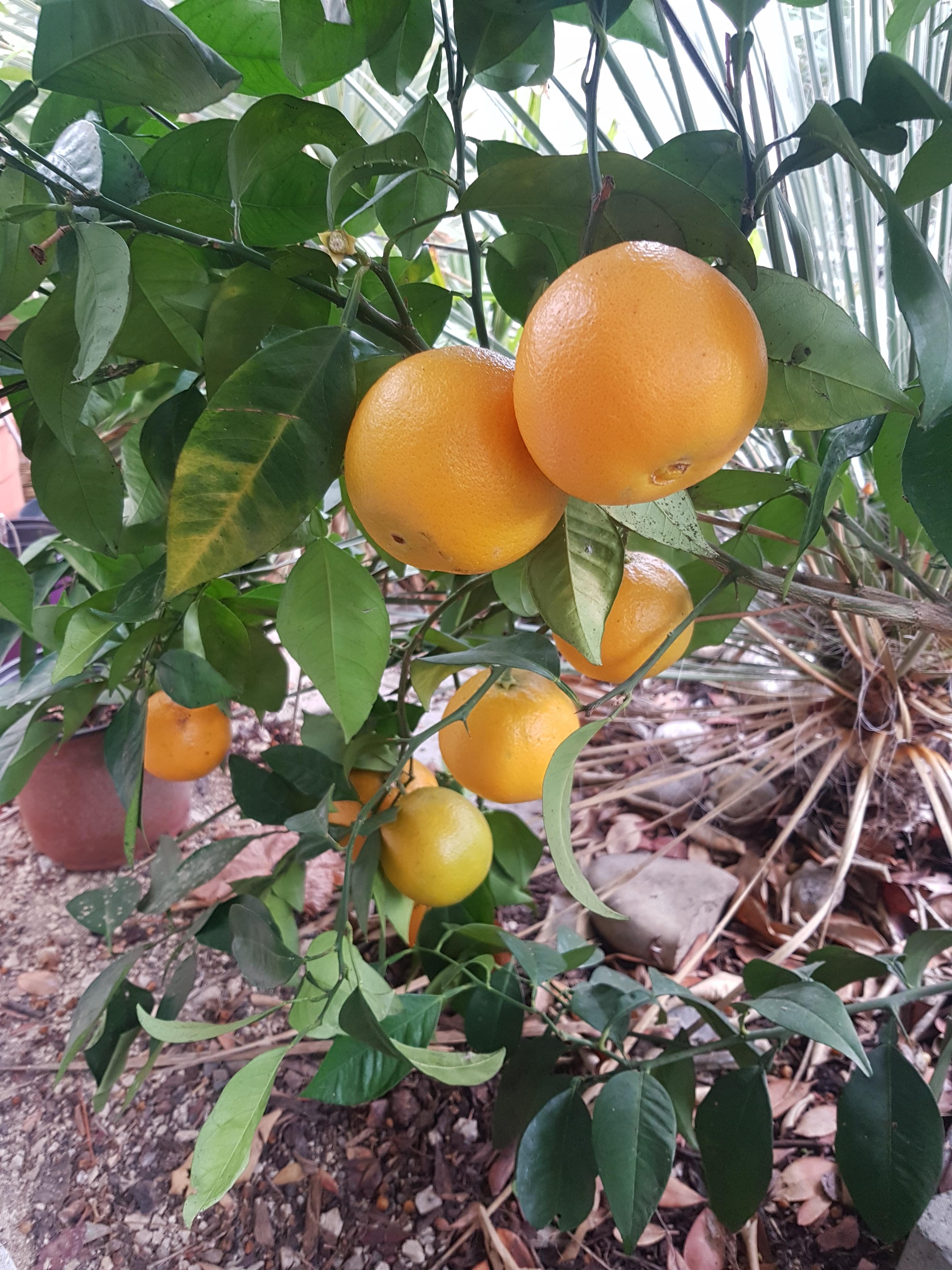 RE: "winterharte" essbare citrus Kreuzung IxS mit Dunstan - 53
