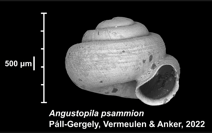 Forum Übersicht - Angustopila coprologos & A. psammion, PALL-GERGELY et ...